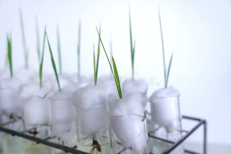 Rice Seedlings Grow on Cotton Wool in Test Tubes. Stock Image - Image ...