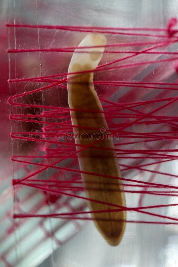 Parasite or Worms is a Freshwater Fish Parasite in Laboratory for ...