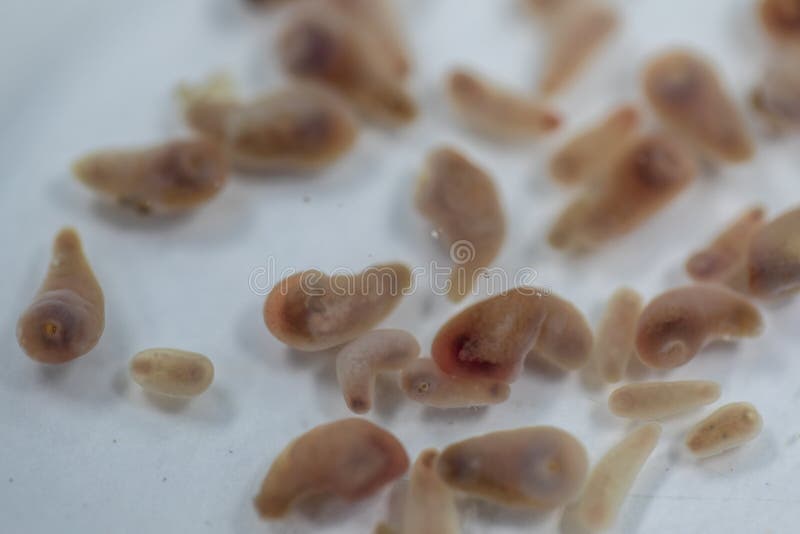 The Study Parasite or Worms is a Freshwater Fish Parasite in Laboratory ...