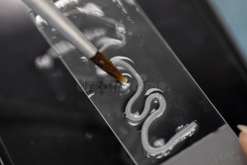 The Study Parasite or Worms is a Freshwater Fish Parasite in Laboratory ...