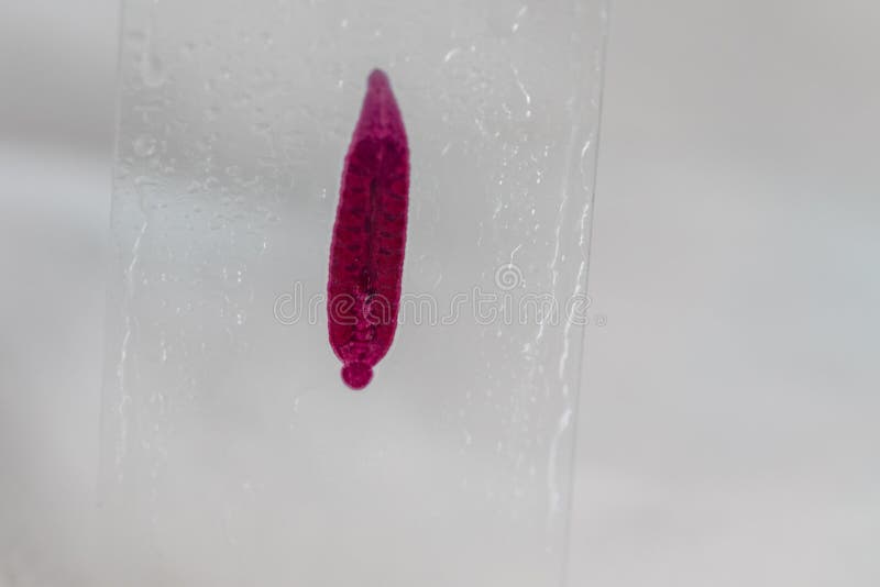 The Study Parasite or Worms is a Freshwater Fish Parasite in Laboratory ...