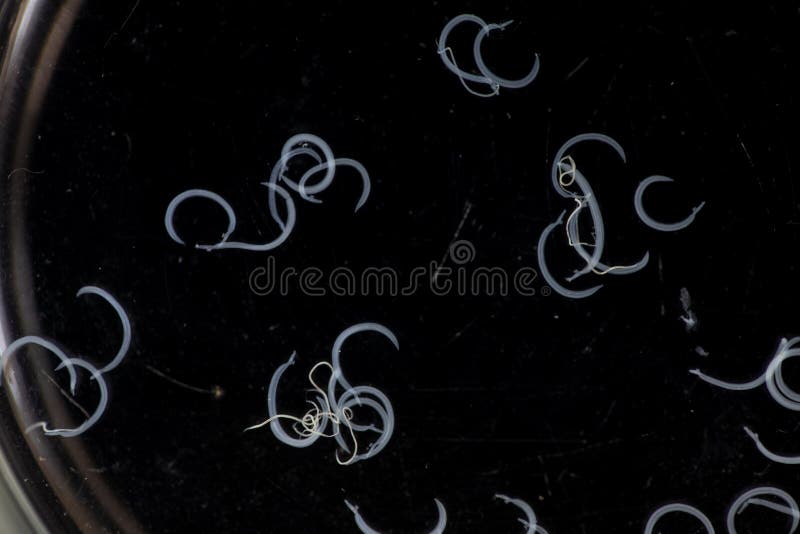 The Study Parasite or Worms is a Freshwater Fish Parasite in Laboratory ...