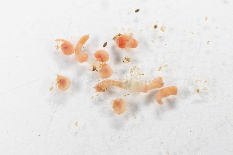 Parasitic Helminths (Trematodes) of Marine Fishes Under a Microscope ...