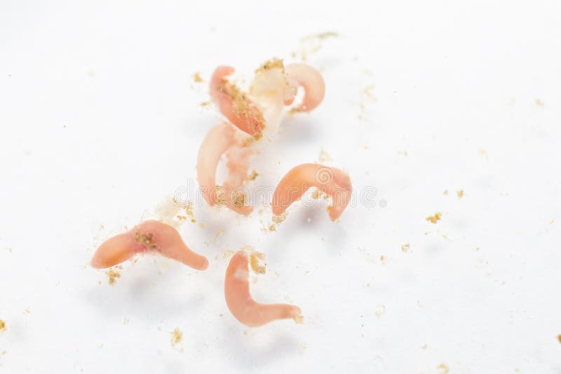 Parasitic Helminths (Trematodes) of Marine Fishes Under a Microscope ...