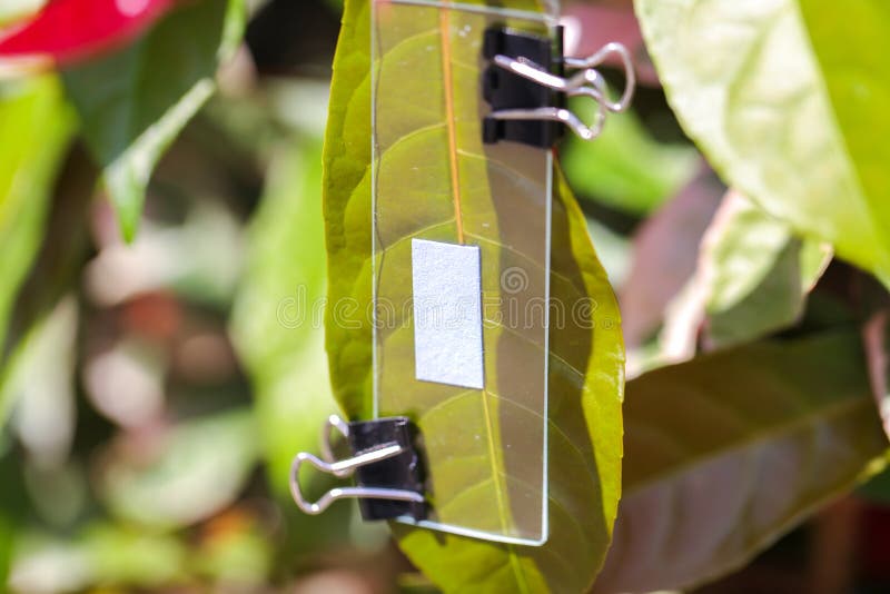 Study of Photosynthesis from Plants in Lab. Stock Photo - Image of ...