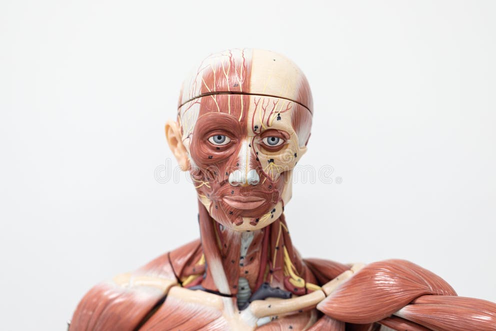 Study of the Physiology of the Model and the Parts of the Human Model ...