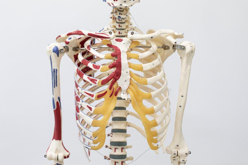 Study of the Physiology of the Model and the Parts of the Human Model ...