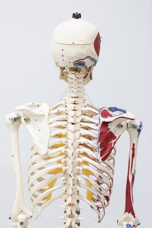 Study of the Physiology of the Model and the Parts of the Human Model ...