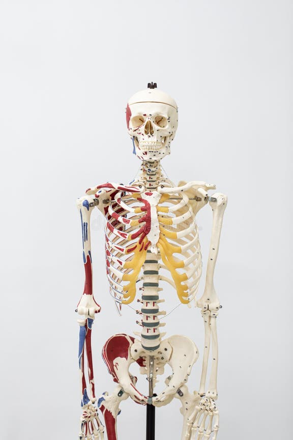 Study of the Physiology of the Model and the Parts of the Human Model ...