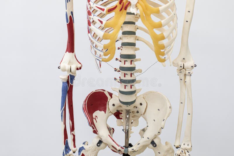 Study of the Physiology of the Model and the Parts of the Human Model ...