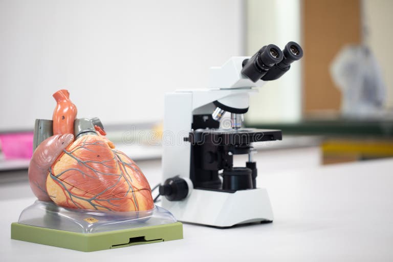 135 Human Anatomy Physiology Model Laboratory Model Stock Photos - Free ...