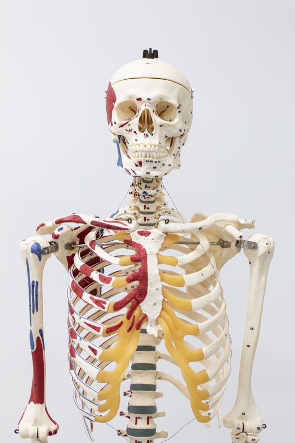 Study of the Physiology of the Model and the Parts of the Human Model ...