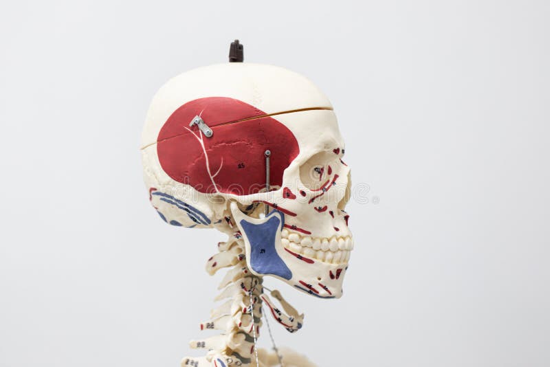 Study of the Physiology of the Model and the Parts of the Human Model ...