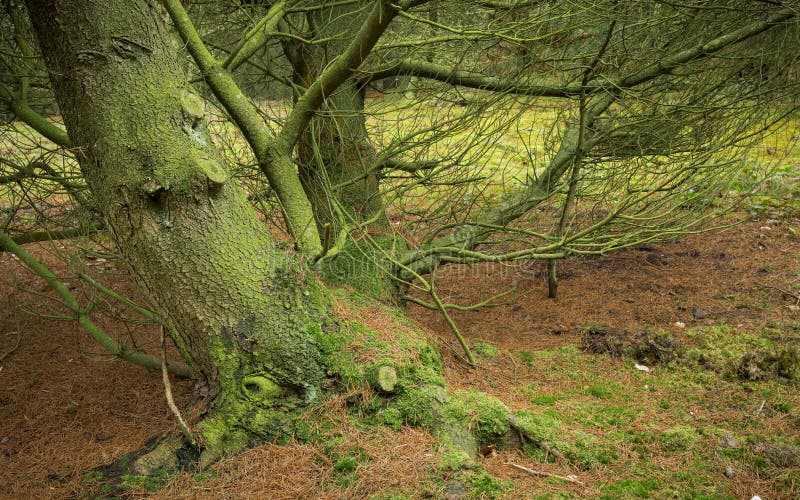 Study of Pine Tree Trunk. stock image. Image of green - 144199707