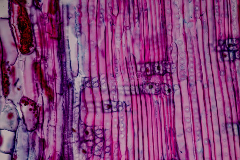 Plant Tissues Under the Microscope in the Laboratory. Stock Photo ...