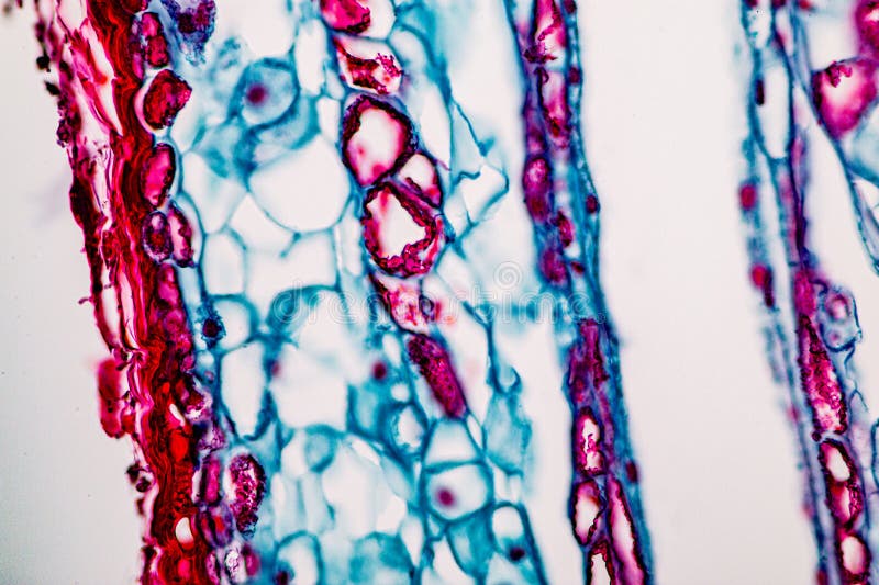 Plant Tissues Under the Microscope in the Laboratory. Stock Photo ...