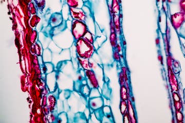 Plant Tissues Under the Microscope in the Laboratory. Stock Photo ...