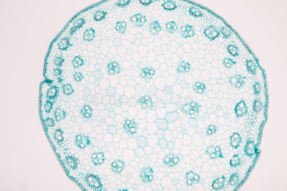 Plant Tissues Under the Microscope in the Laboratory. Stock Image ...