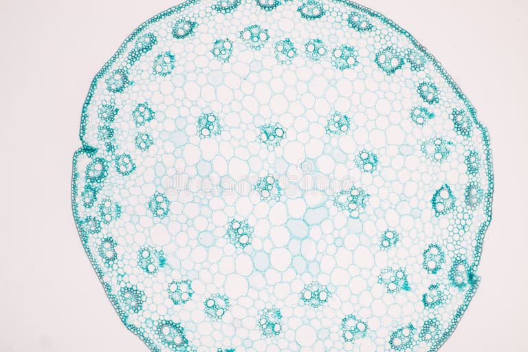 Plant Tissues Under the Microscope in the Laboratory. Stock Image ...