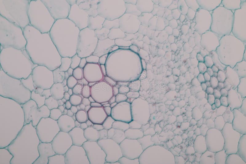 Plant Tissues Under the Microscope in the Laboratory. Stock Image ...