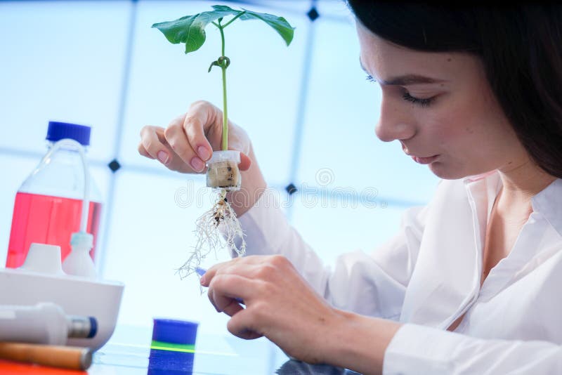 Study of Plants Grown by the Method of Hydroponics. the Girl in the ...