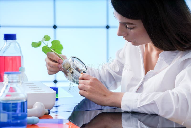 Study of Plants Grown by the Method of Hydroponics. the Girl in the ...