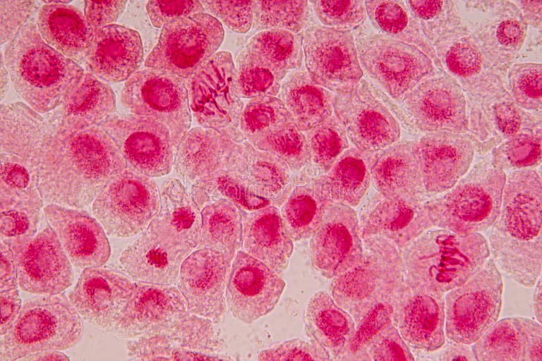 Cell Mitosis G1 Phase Stock Photos - Free & Royalty-Free Stock Photos ...