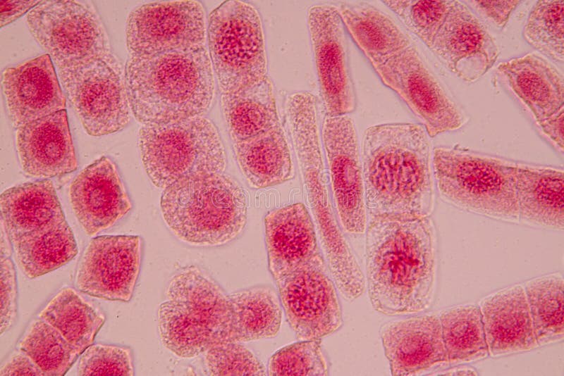 Root Tip of Onion and Mitosis Cell in the Root Tip of Onion Under a ...