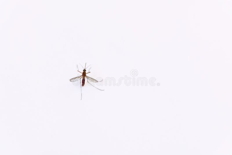 Mosquito in Flight stock image. Image of arthropod, biting - 322081951