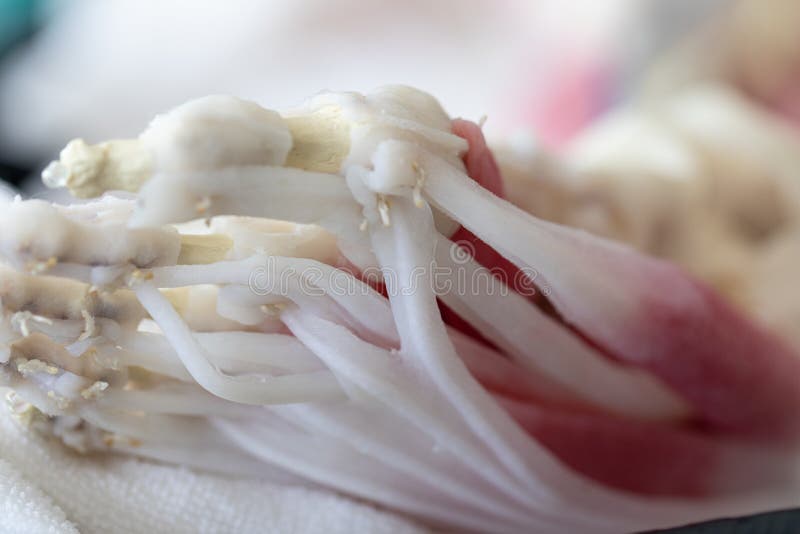 Study Structure Anatomy and Histological Sample of Human Model. Stock ...