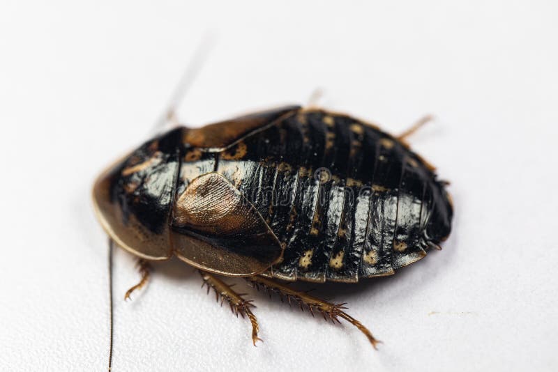 Blaptica Dubia, Dubia Roach, Also Known As the Orange-spotted Roach in ...