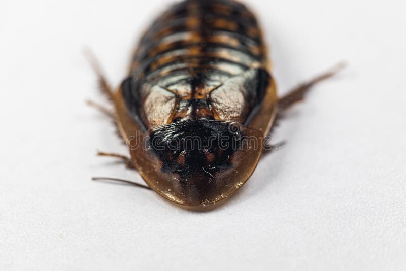 119 Blaptica Dubia Cockroach Stock Photos - Free & Royalty-Free Stock ...
