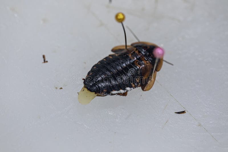 Blaptica Dubia, Dubia Roach, Also Known As The Orange-spotted Roach In ...