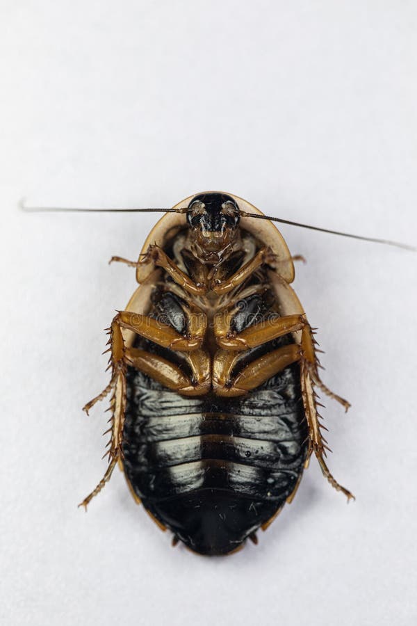 Blaptica Dubia, Dubia Roach, Also Known As the Orange-spotted Roach in ...