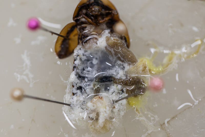 Blaptica Dubia, Dubia Roach, Also Known As the Orange-spotted Roach in ...