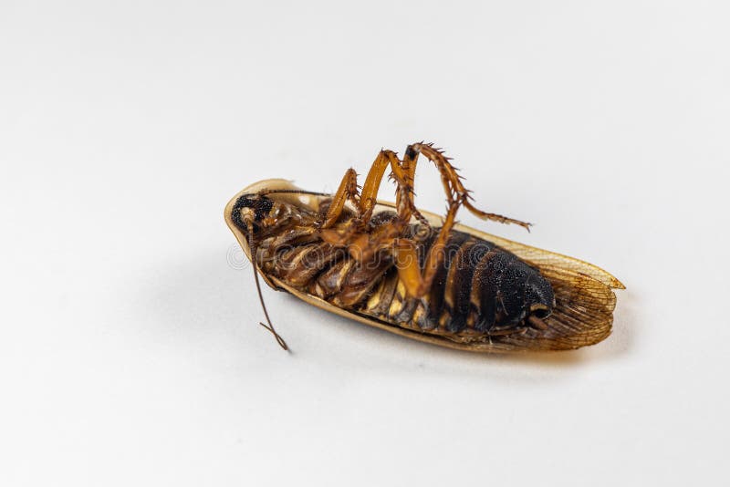 Structure of Blaptica Dubia, Dubia Roach, Also Known As the Orange ...