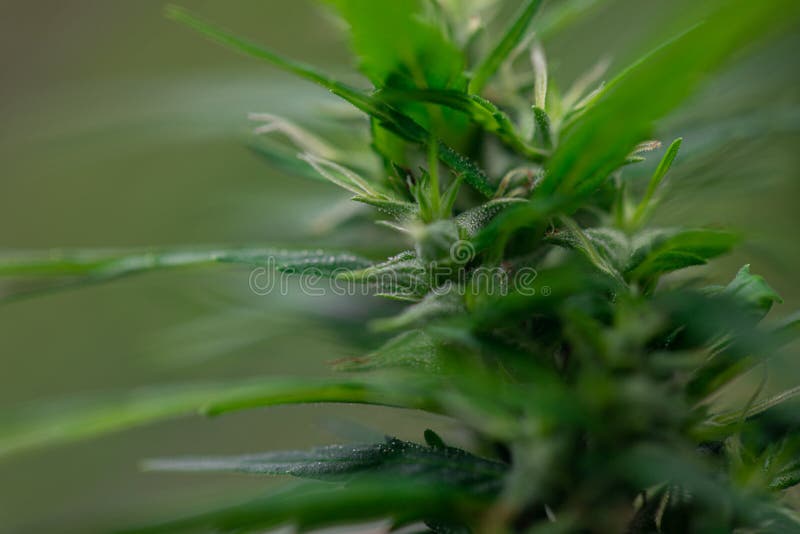 Study Structure of Marijuana Leaves, Powder of Cannabis Drugs for ...