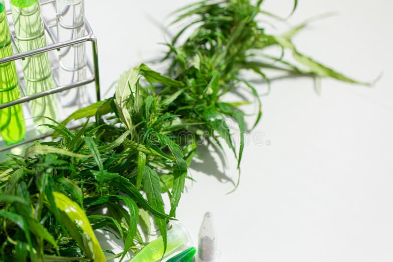 Study Structure of Marijuana Leaves, Powder of Cannabis Drugs for ...