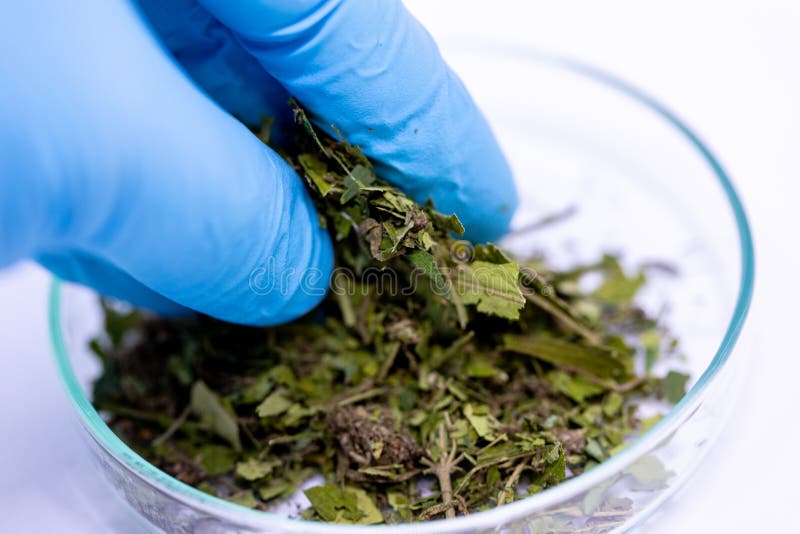 Study Structure of Marijuana Leaves, Powder of Cannabis Drugs on a ...