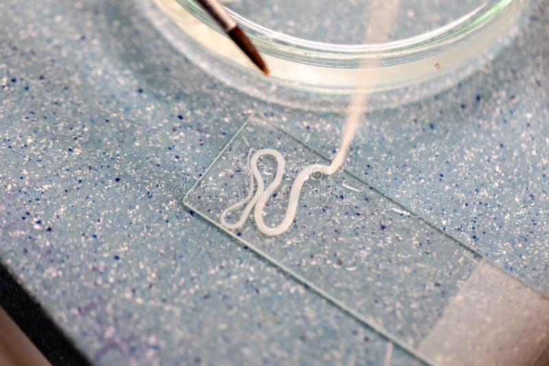 The Study of Tapeworm Infection is Caused by Ingesting Food or Water ...