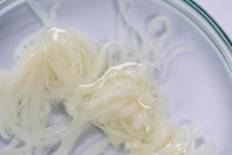 The Study of Tapeworm Infection is Caused by Ingesting Food or Water ...