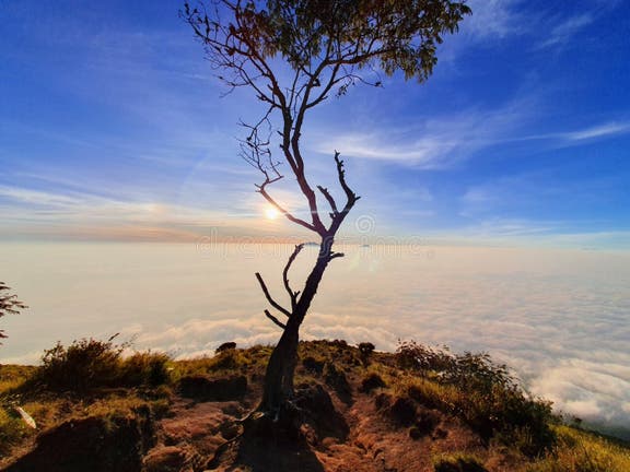 Study Tree Character, Root Values, and Leaf Changes Stock Image - Image ...