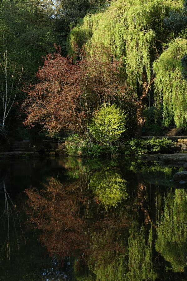 Tree Study, Chatsworth Park, Derbyshire, England. Stock Photo - Image ...