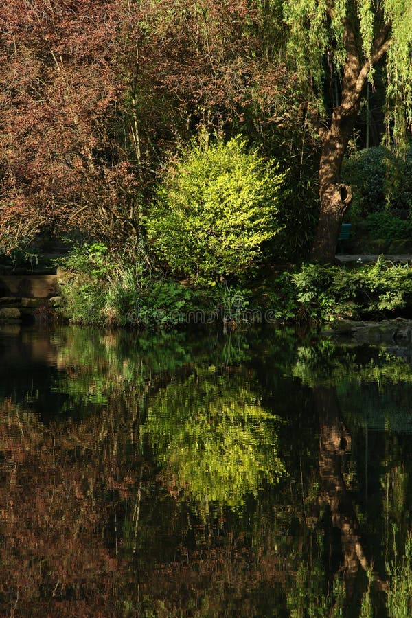 Tree Study, Chatsworth Park, Derbyshire, England. Stock Photo - Image ...
