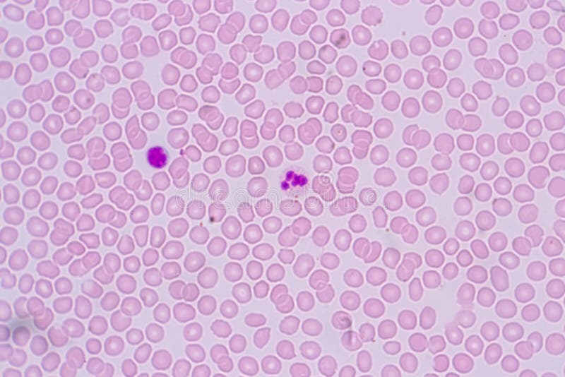 Blood Tissue Under Microscope