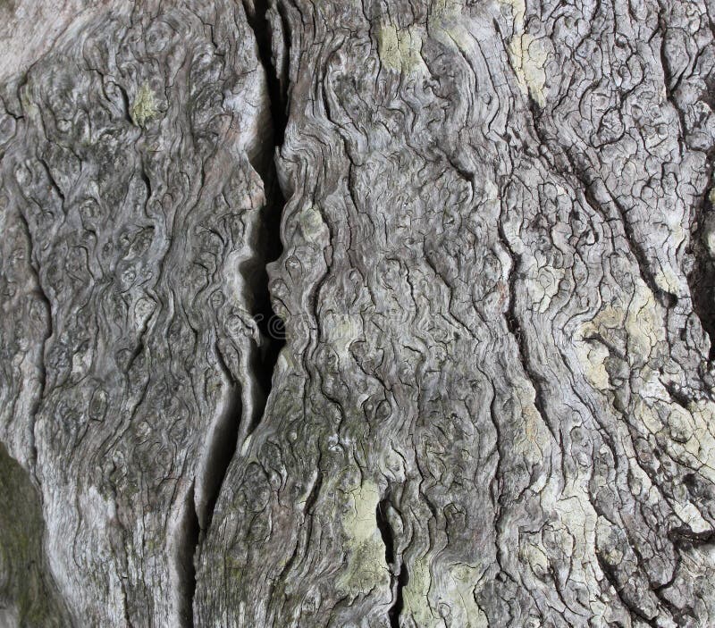 Study of Wooden Tree Trunk, Intricate Texture and Grain Stock Photo ...