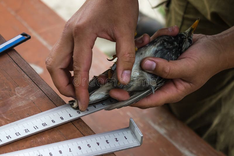 Ringing and Measuring Birds. Stock Image - Image of bird, scaling ...