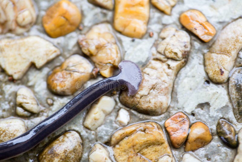 Studying Different Animals in Science Lab. Stock Image - Image of ...