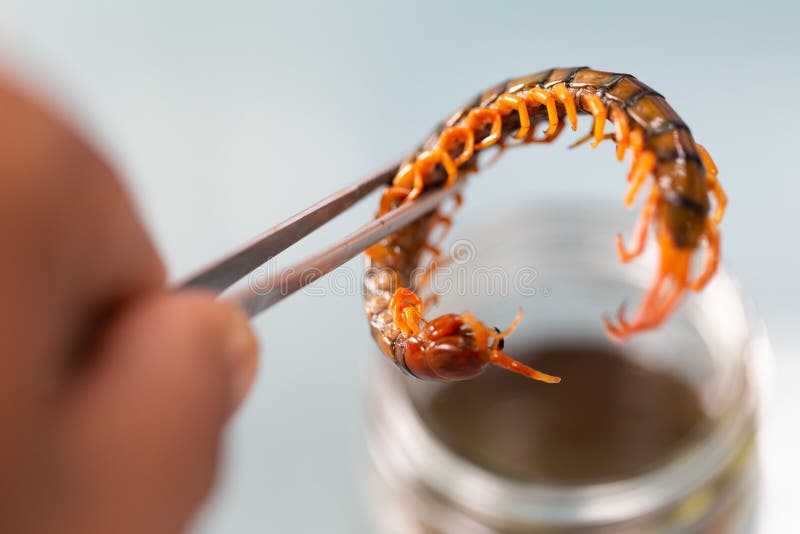 Studying Different Animals in Science Lab. Stock Image - Image of ...