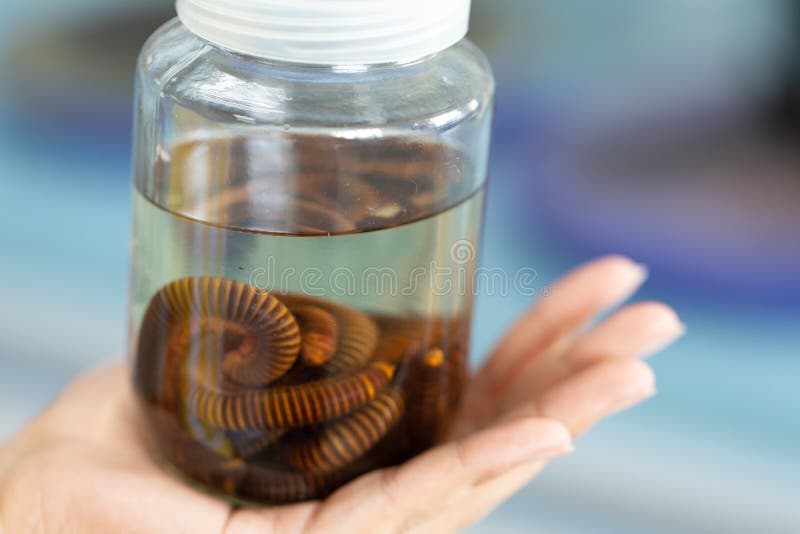 Studying Different Animals in Science Lab. Stock Photo - Image of body ...